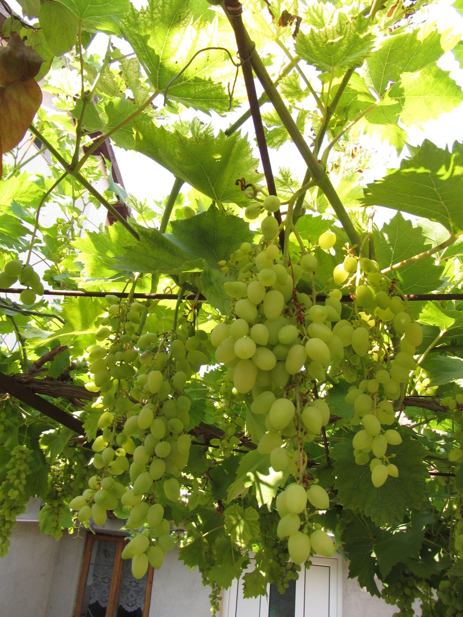 Десертни сортове грозде – 8 любопитни факта - Agrozona.bg